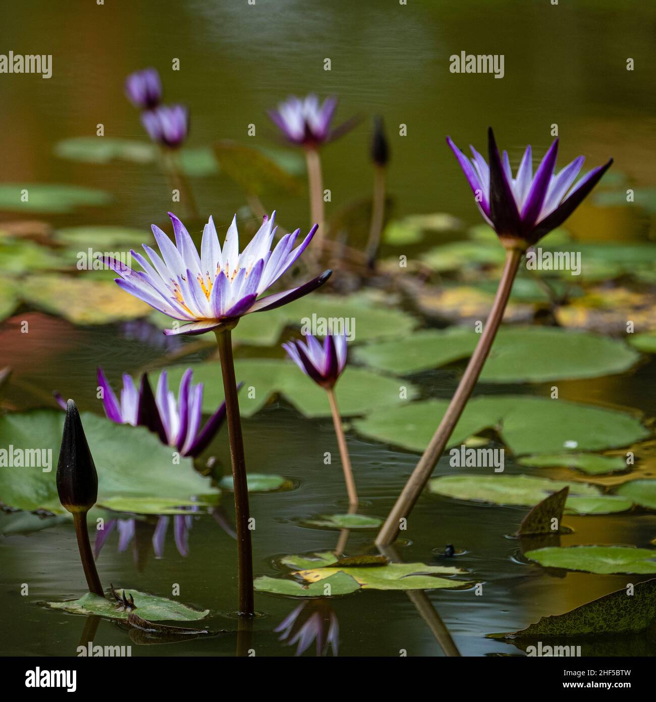 Is a variety of aquatic plants, belong to the Nymphaeaceae, whose name ...