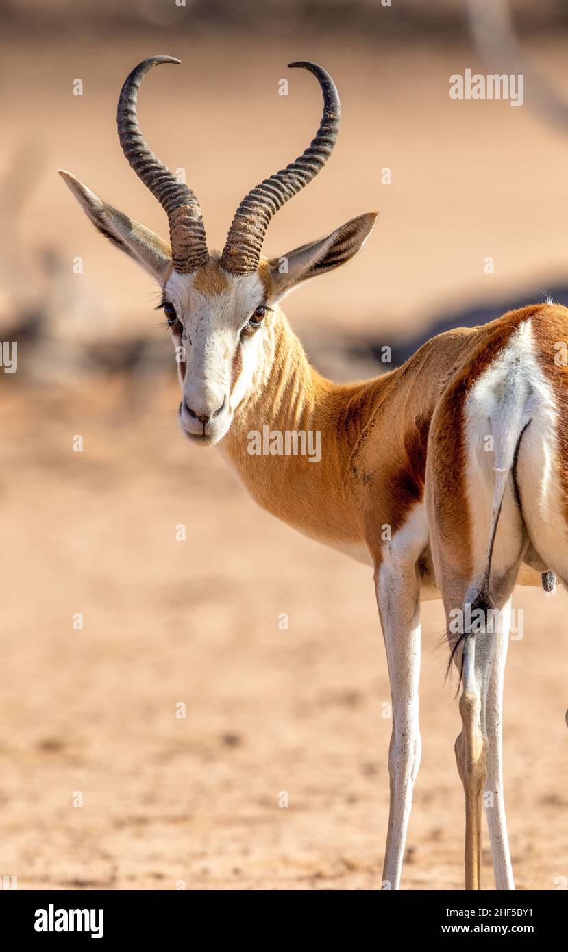 Springbok Ram in the Kgalagadi Stock Photo - Alamy