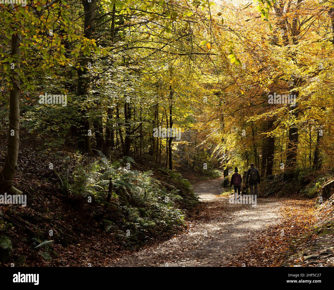 Autumn Woodland at Falling Foss and May Beck, near Whitby, North York ...