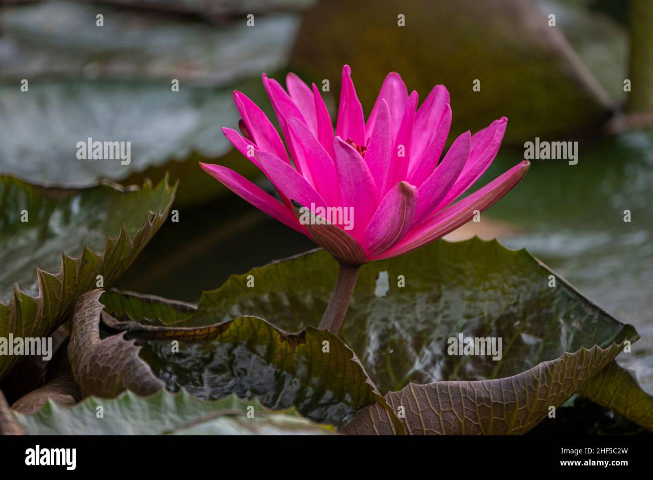 Is a variety of aquatic plants, belong to the Nymphaeaceae, whose name ...