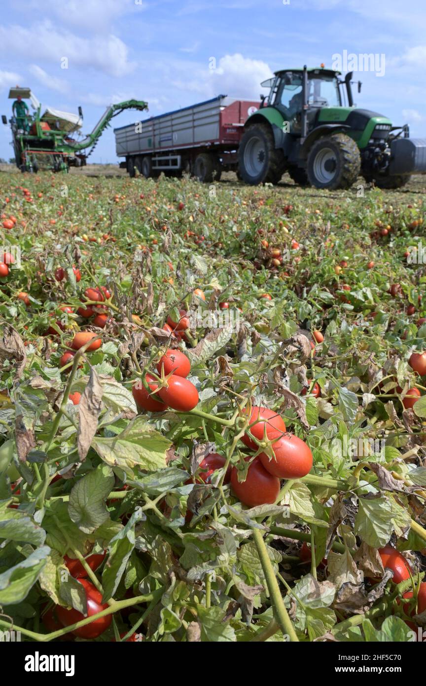 ITALY, Parma, Basilicanova, tomato contract farming for company Mutti s ...
