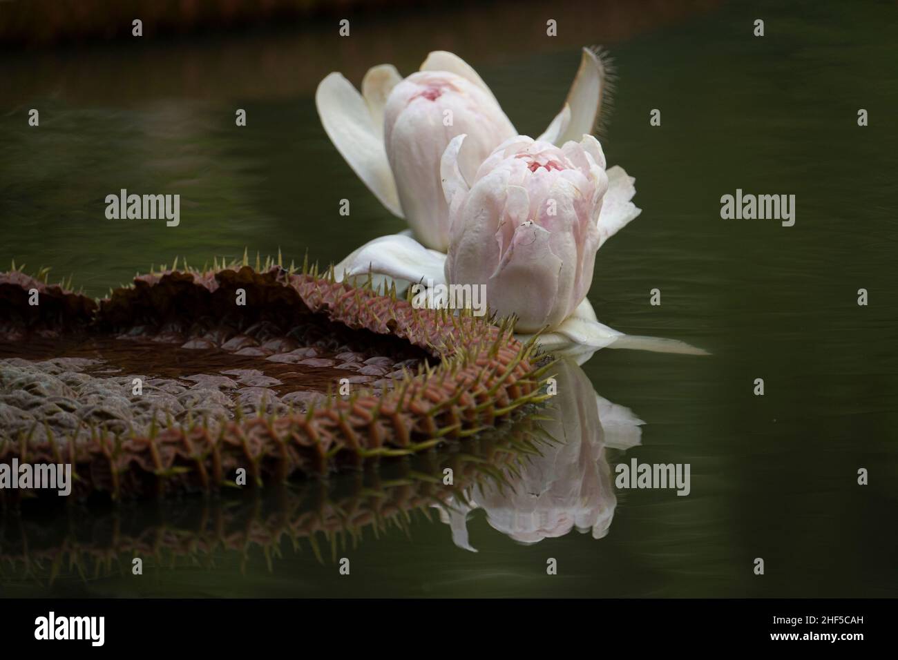 The king lotus, is a lotus of enormous size Stock Photo - Alamy