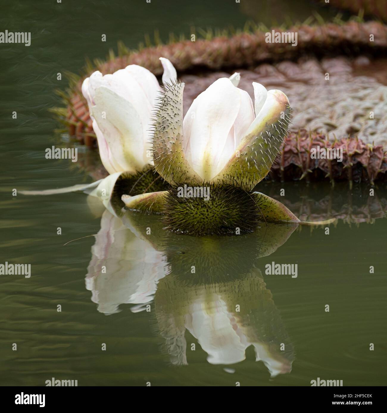 The king lotus, is a lotus of enormous size Stock Photo - Alamy