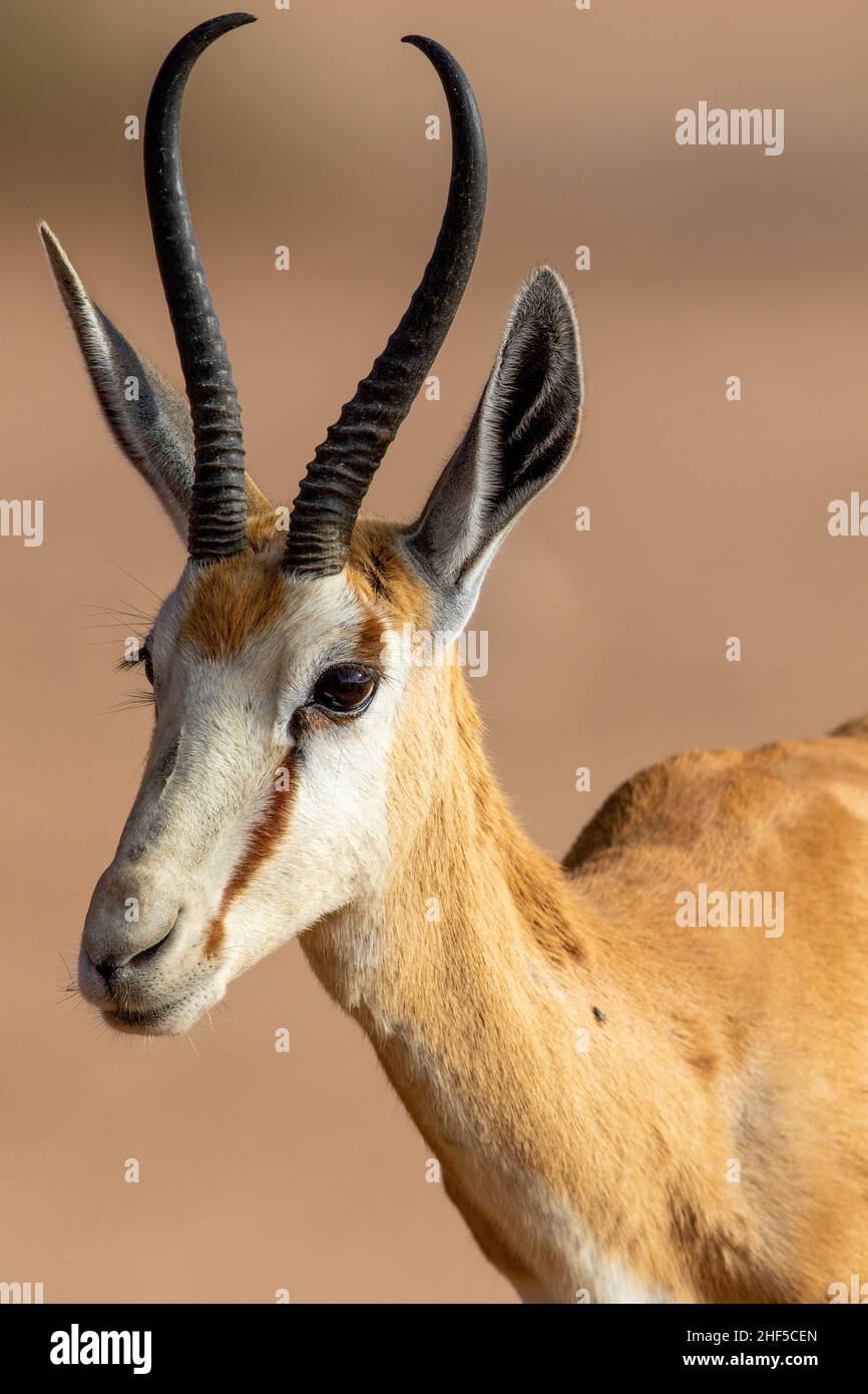 Springbok Ewe in the Kgalagadi Stock Photo - Alamy