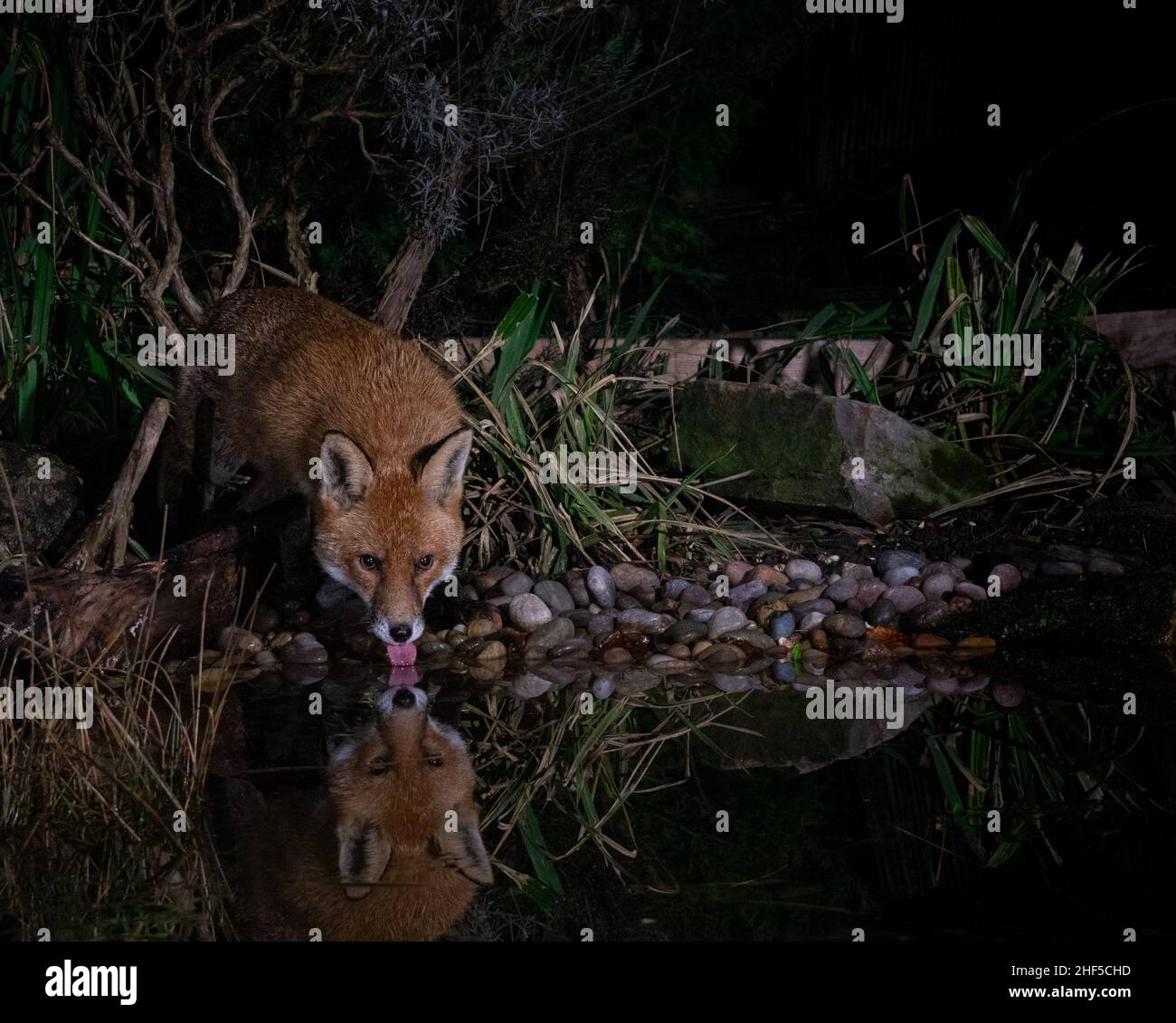 Fox garden pond camera trap hi-res stock photography and images - Alamy
