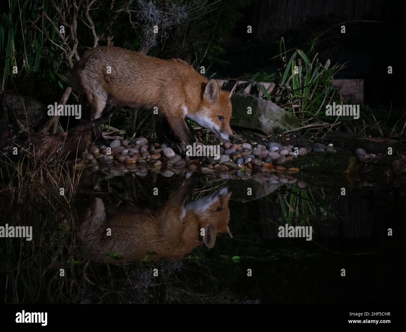 Fox garden pond camera trap hi-res stock photography and images - Alamy