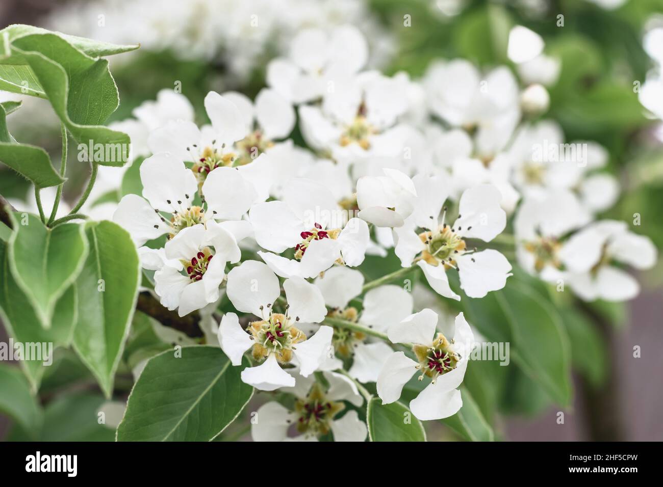 White airy flowers of a blossoming pear tree. Spring flowering ...