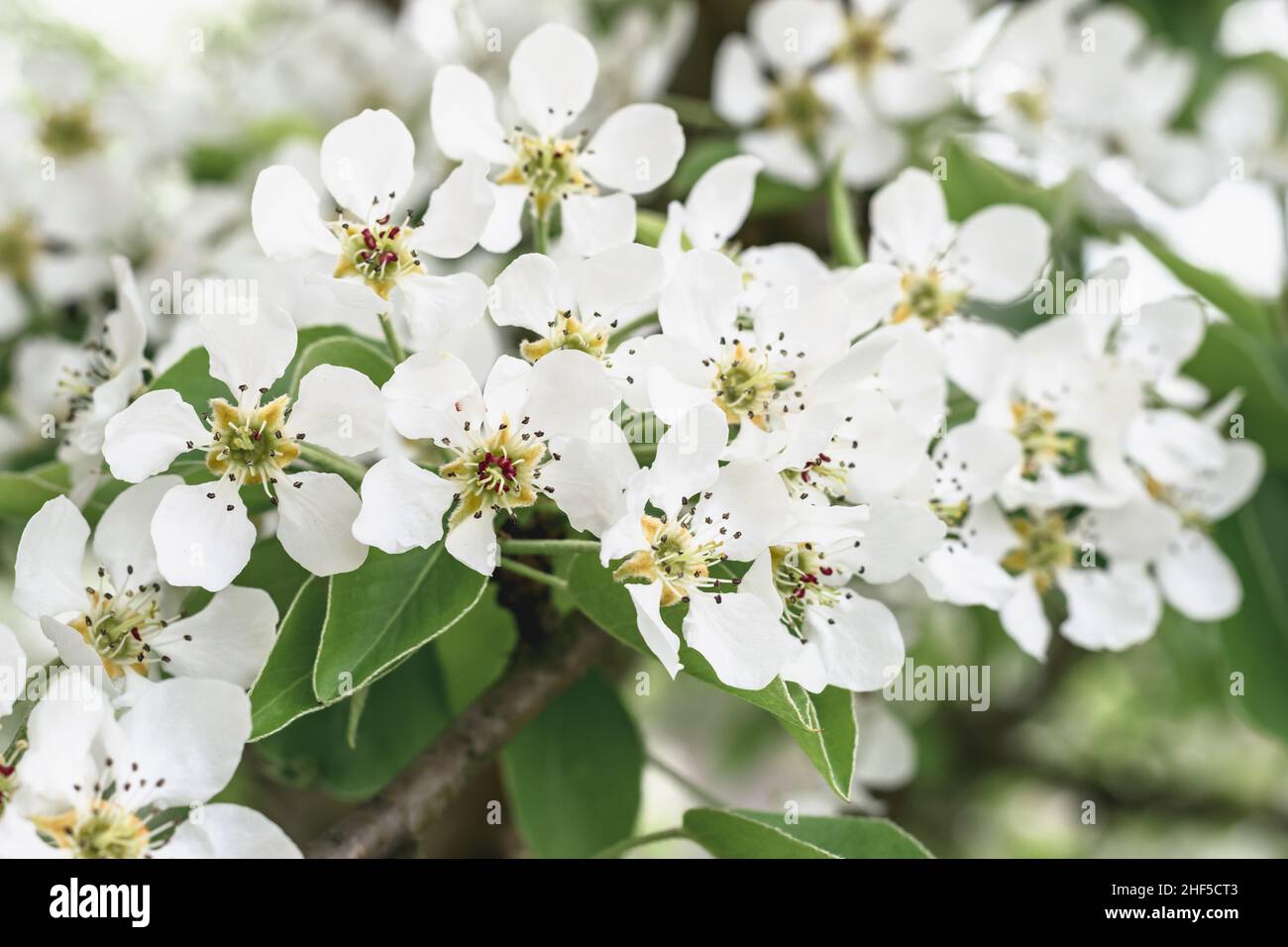 Branches of a blossoming pear tree. Spring flowering gardens ...
