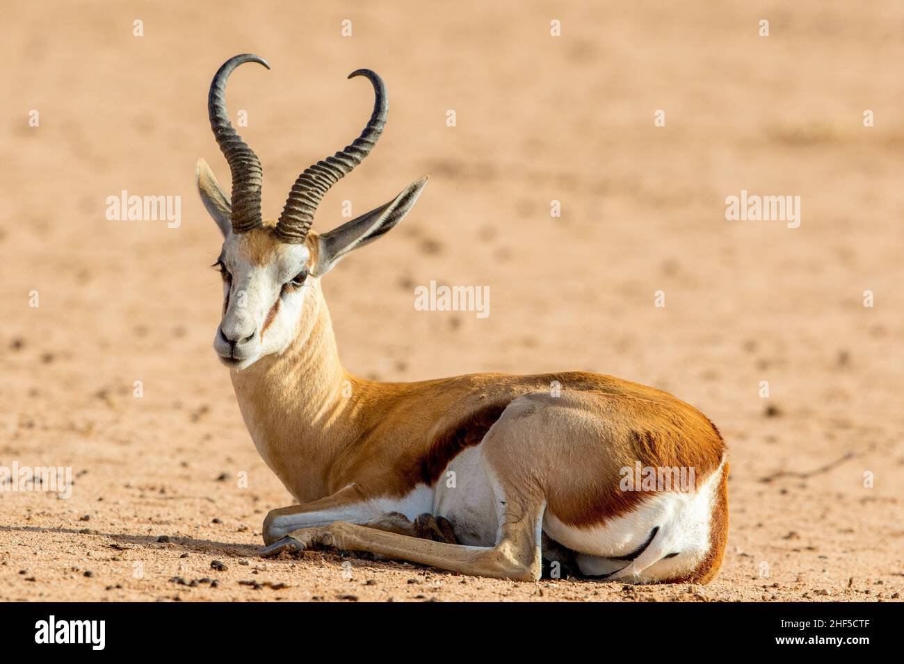 Springbok Ram in the Kgalagadi Stock Photo - Alamy