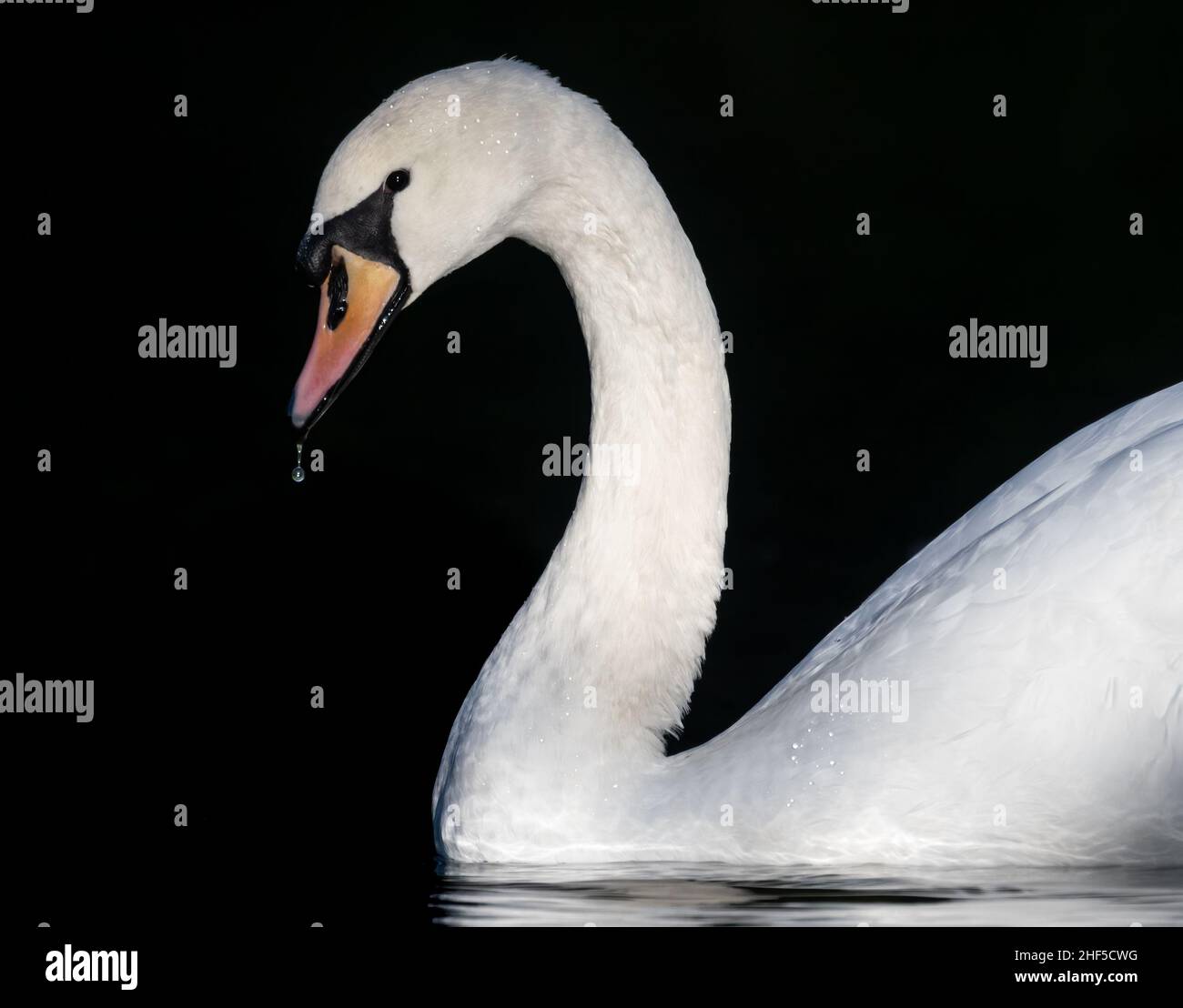 Mute swan portrait Stock Photo - Alamy