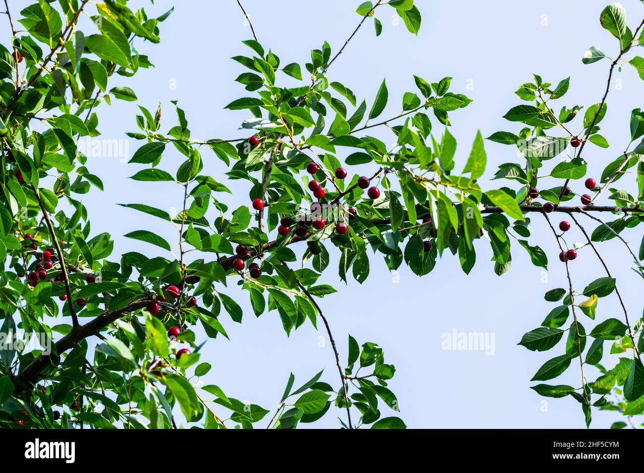 Branches of a cherry tree with ripe cherries against a blue sky ...