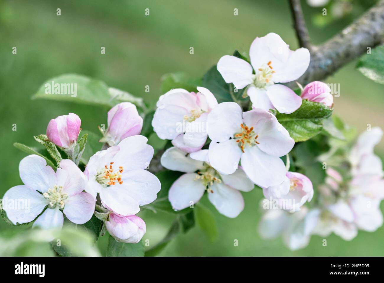 Blooming branches of an apple tree. Natural background. Horizontal ...