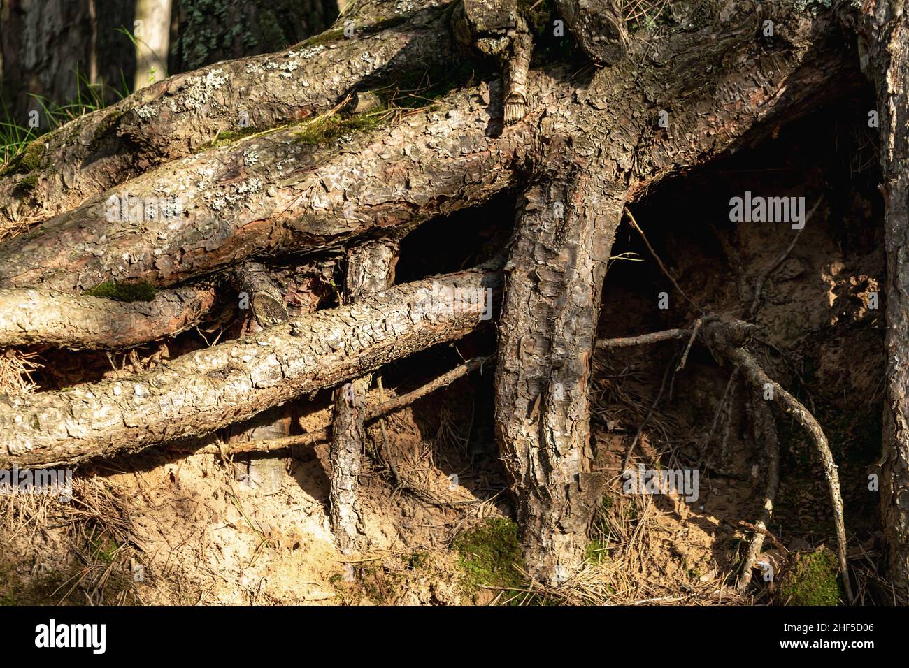 Strong large roots of an old tree on the surface of the earth ...