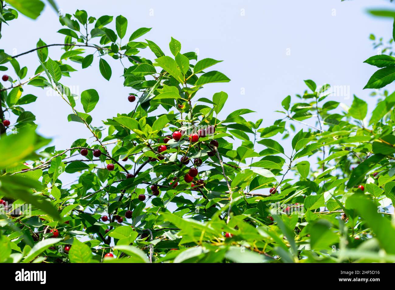 Ripe cherries on a cherry tree. Harvesting in the garden. Horizontal ...