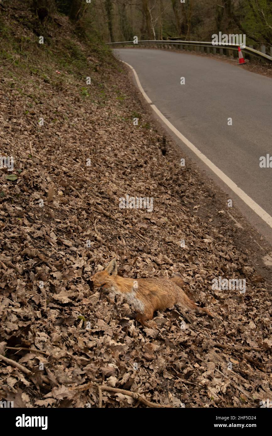 Dead red fox hi-res stock photography and images - Alamy