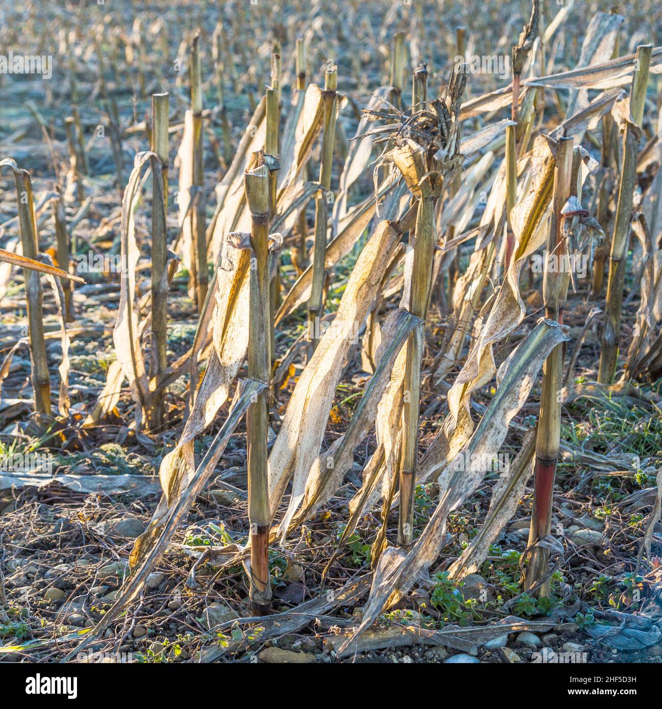 fall corn on soil earth after harvest Stock Photo - Alamy