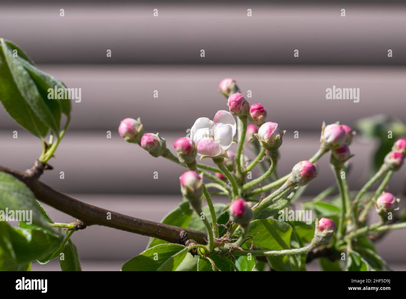 Branches of a blossoming pear tree with flower buds. Spring flowering ...