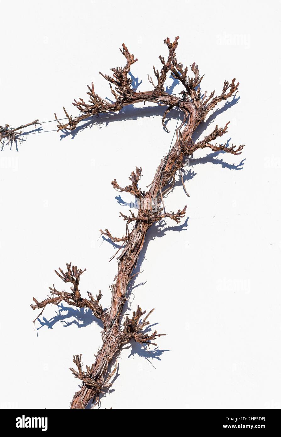 Wall climbing plants Cut Out Stock Images & Pictures - Alamy