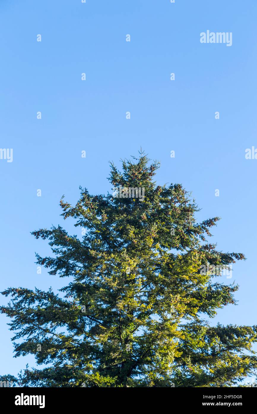 Common fir hi-res stock photography and images - Alamy
