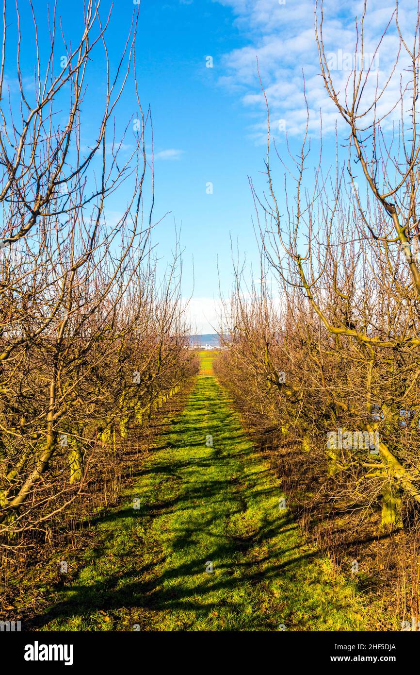 Apple Orchard Rows in spring Stock Photo - Alamy