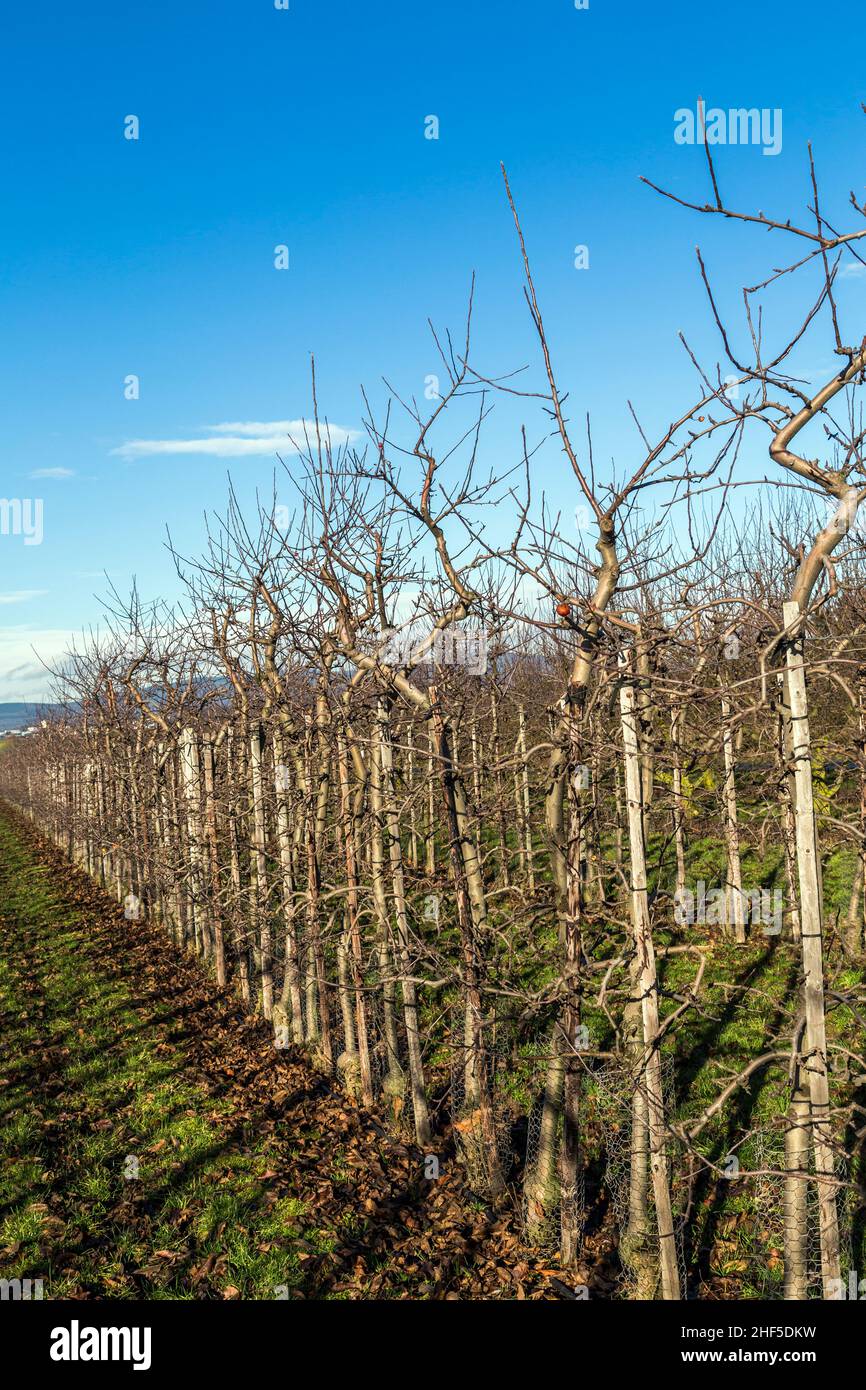 Apple Orchard Rows in spring Stock Photo - Alamy