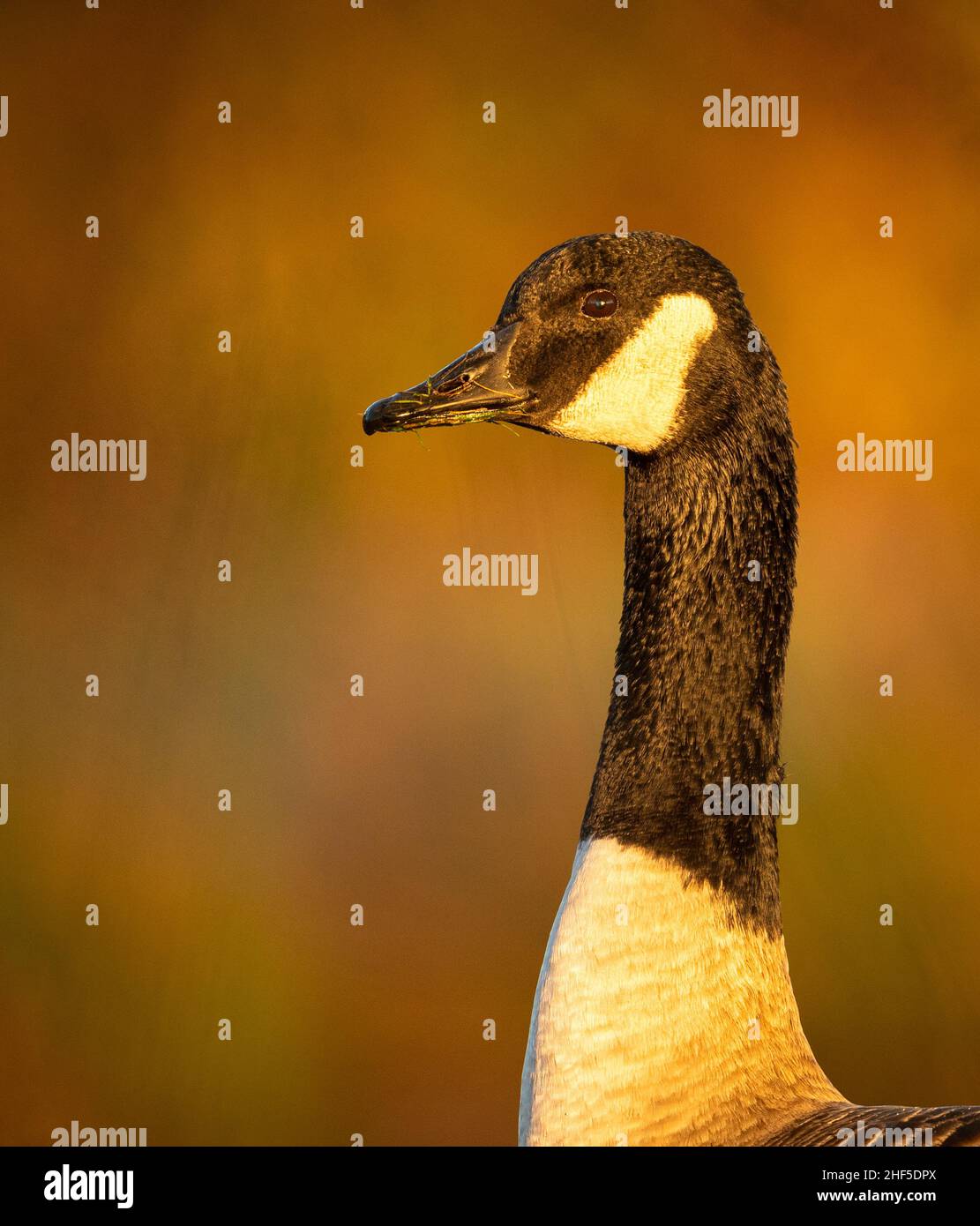 A Canadian goose portrait taken during sunset light Stock Photo - Alamy