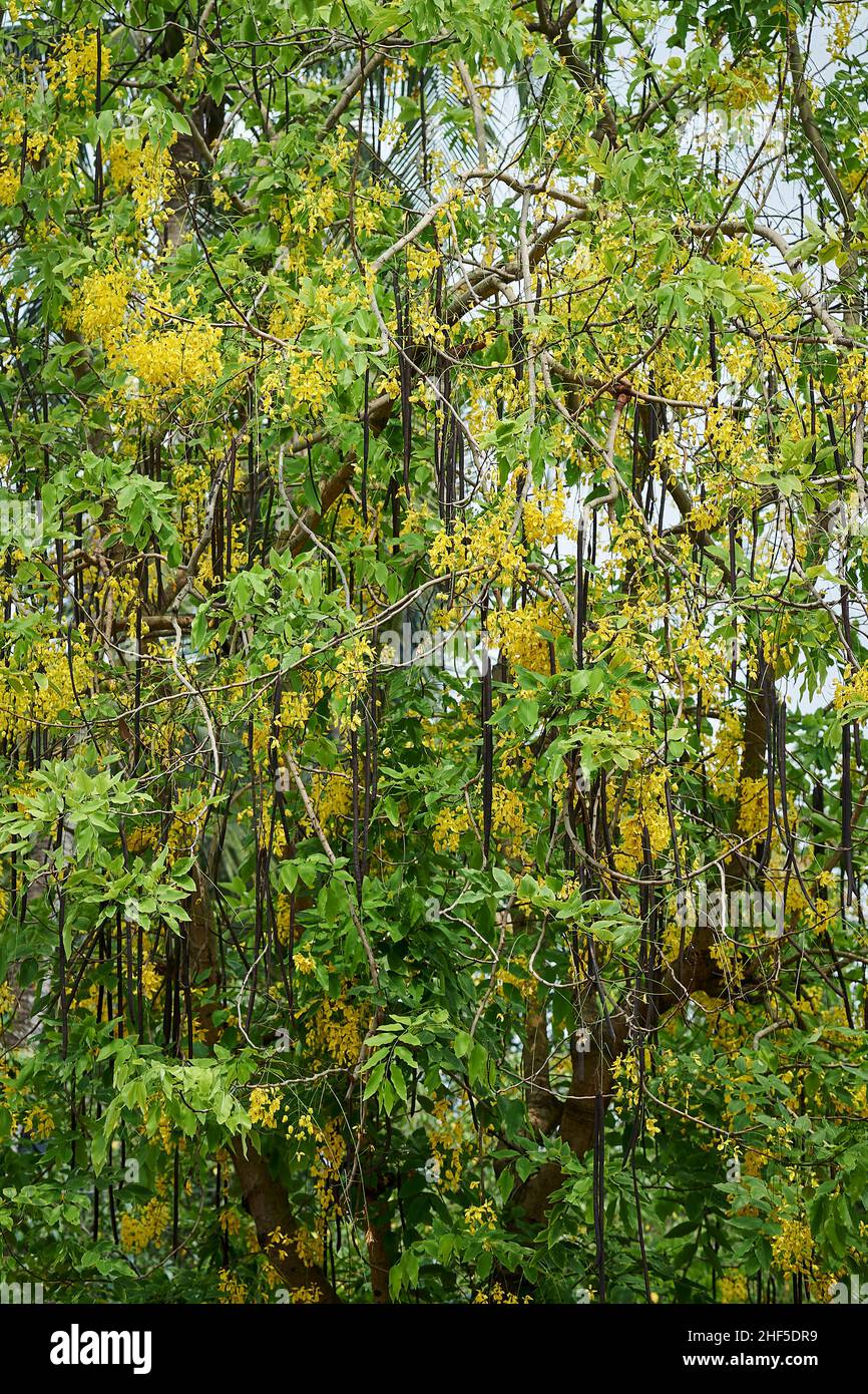 National flower of thailand hi-res stock photography and images - Alamy