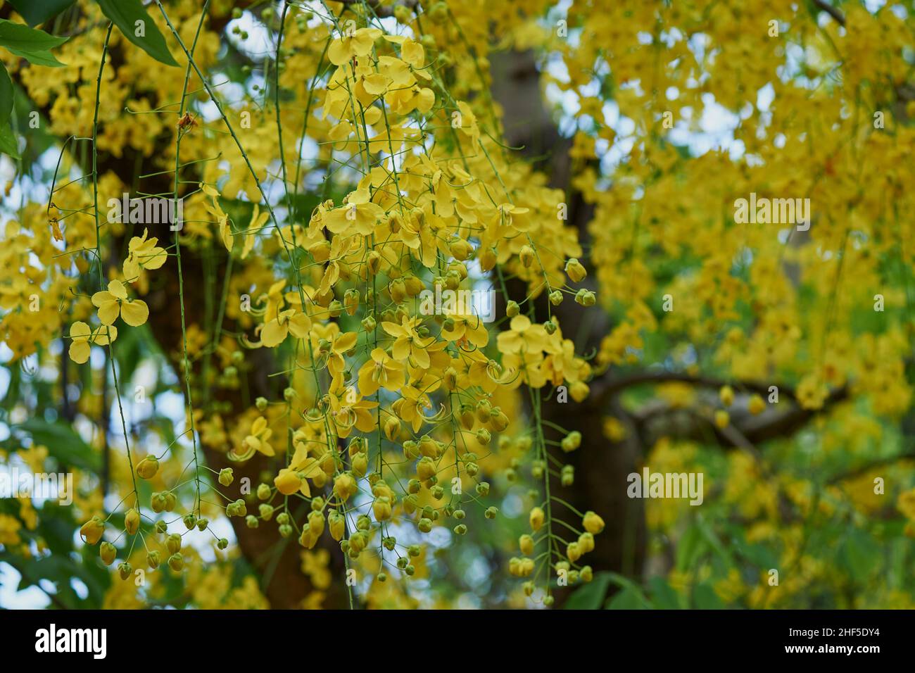 National flower of thailand hi-res stock photography and images - Alamy