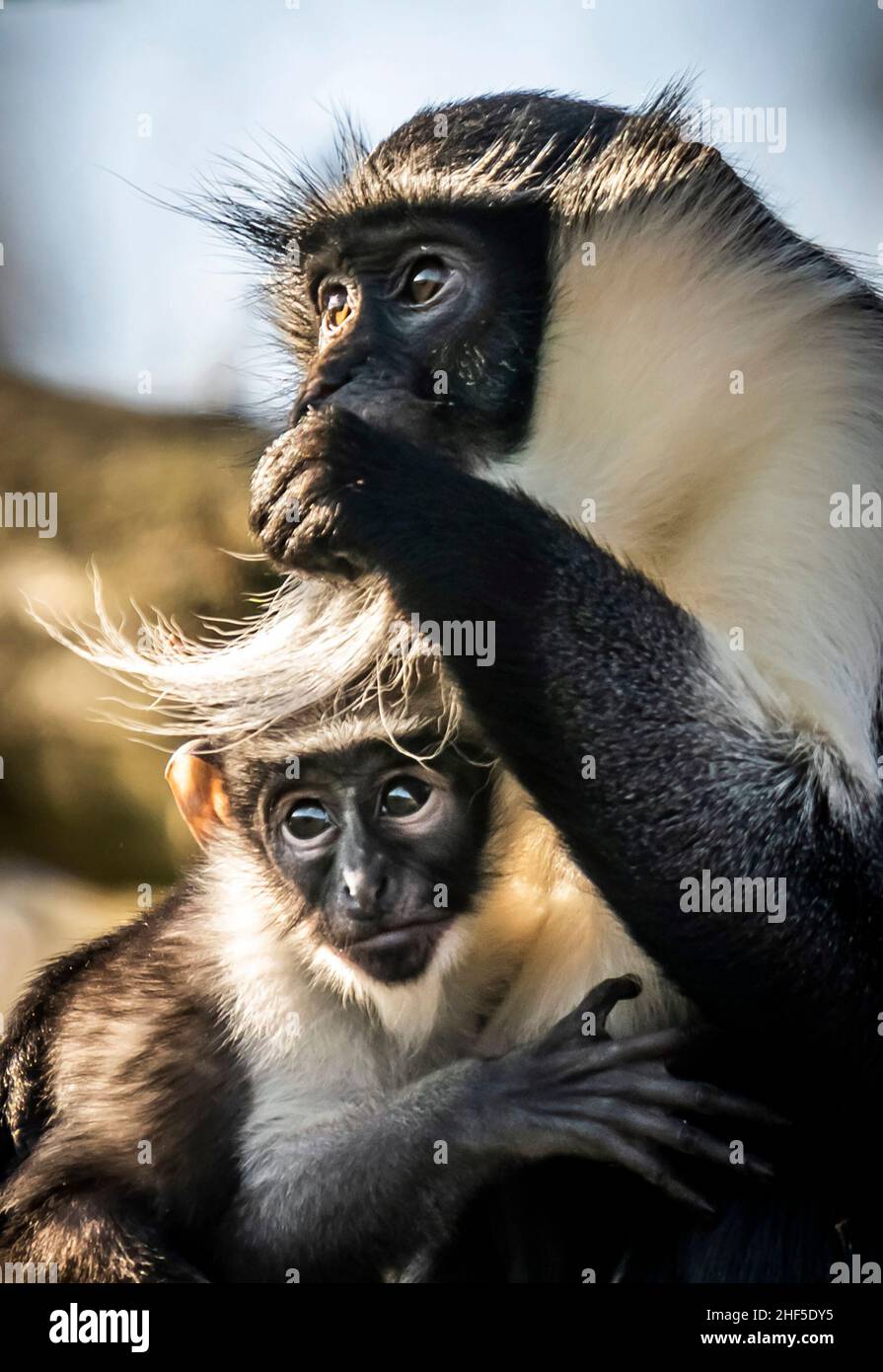 Roloway monkey Kayla with her six-week-old newborn son Dassioko who was ...