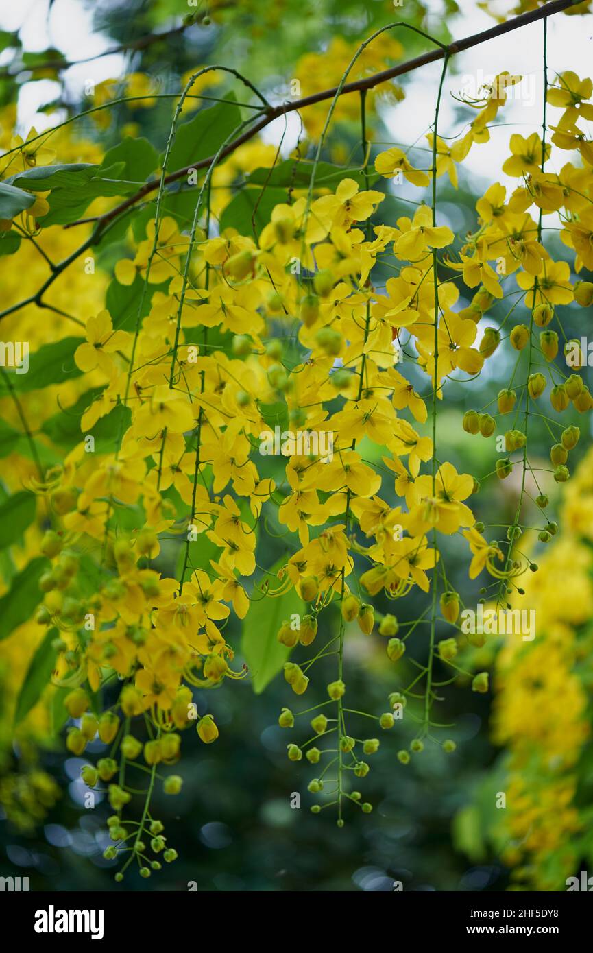 National flower of thailand hi-res stock photography and images - Alamy