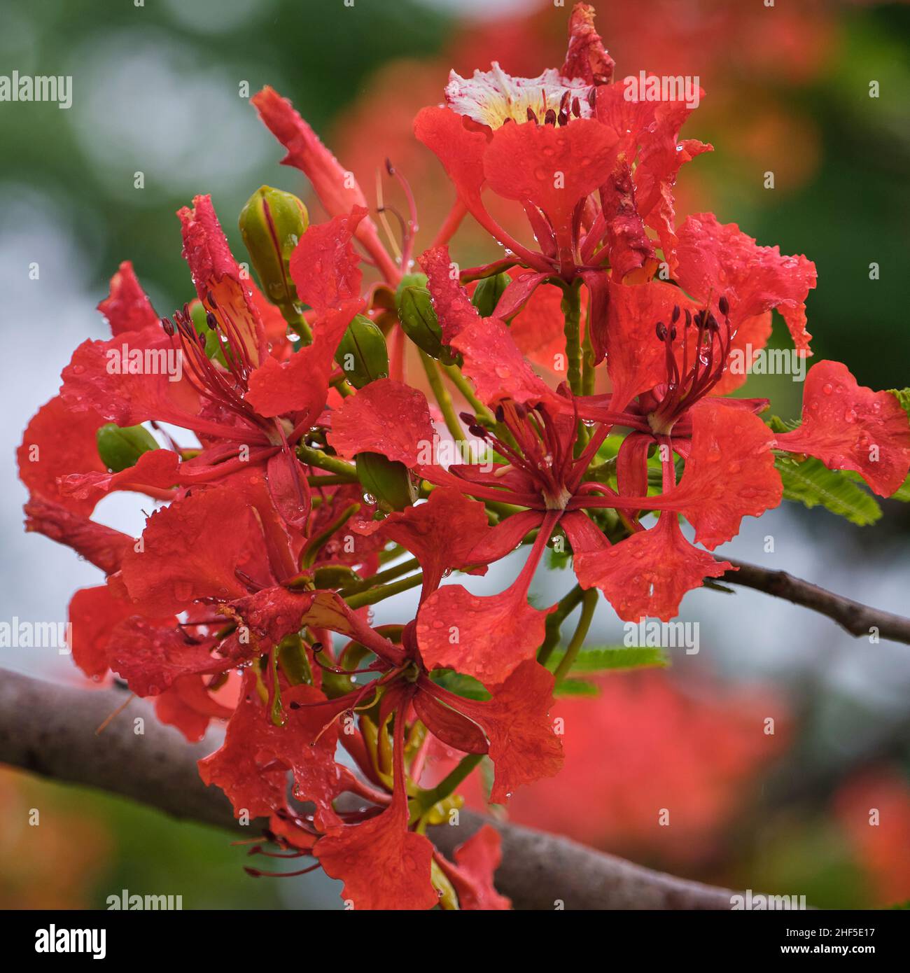 Flamboyant, Royal poinciana, Mohur tree Stock Photo - Alamy