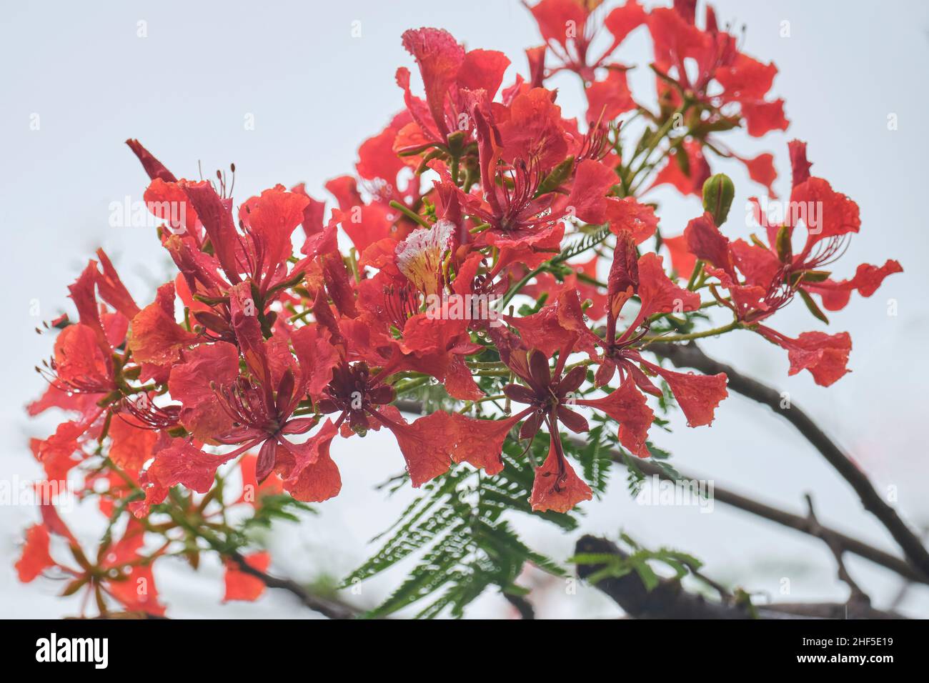 Mohur tree hi-res stock photography and images - Alamy