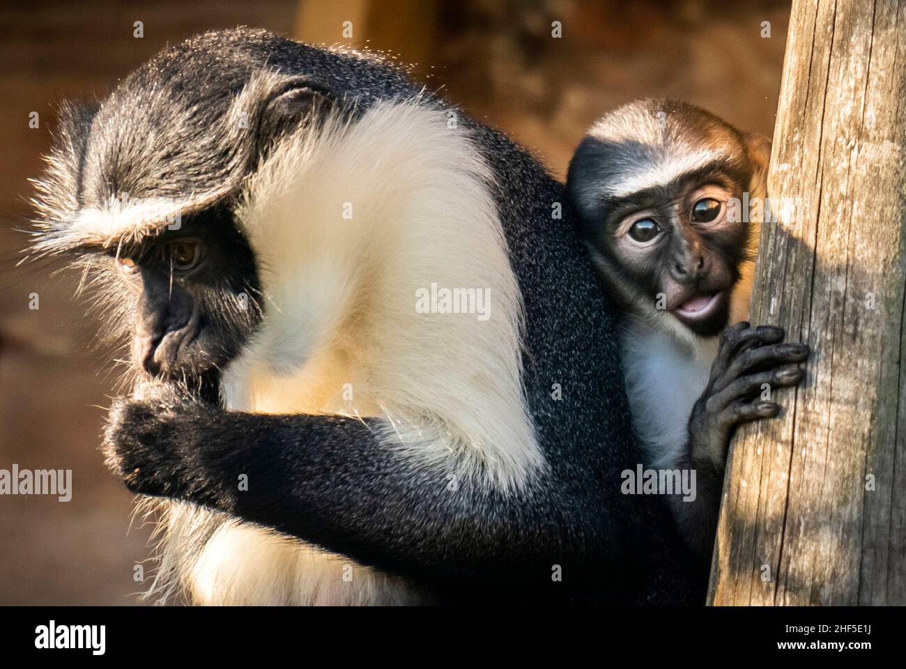 Roloway monkey Kayla with her six-week-old newborn son Dassioko who was ...
