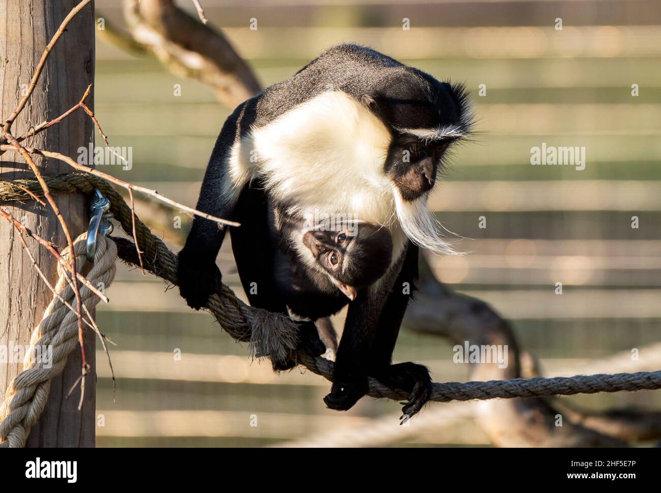 Roloway monkey Kayla with her six-week-old newborn son Dassioko who was ...