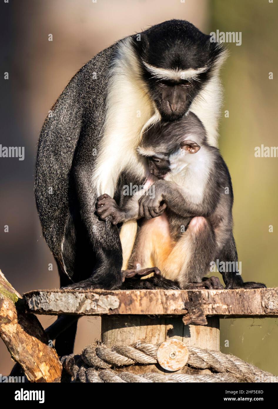 Roloway monkey Kayla with her six-week-old newborn son Dassioko who was ...