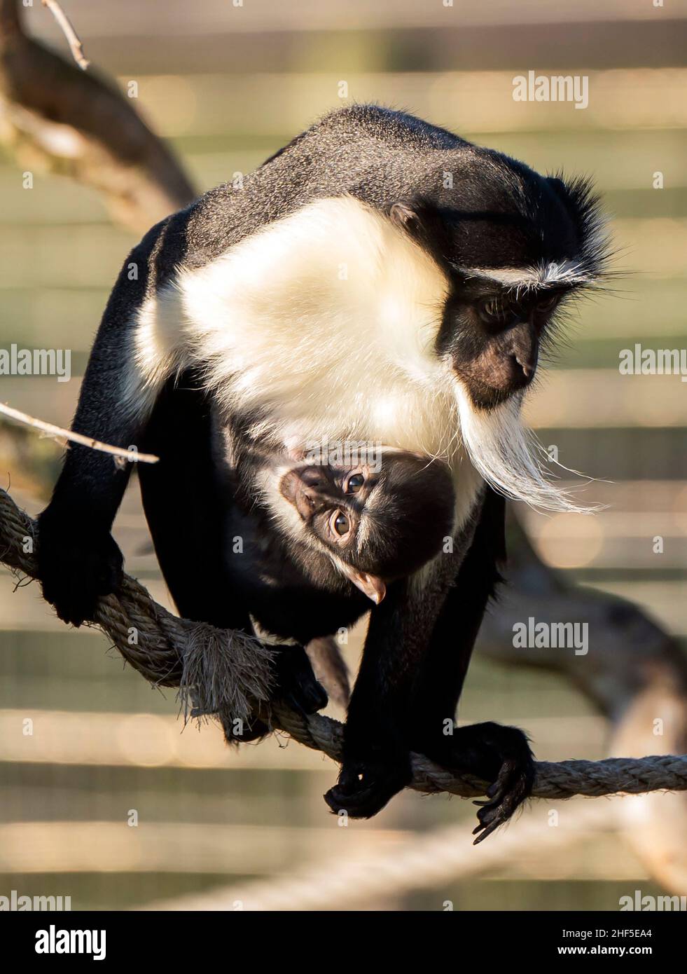 Roloway monkey Kayla with her six-week-old newborn son Dassioko who was ...