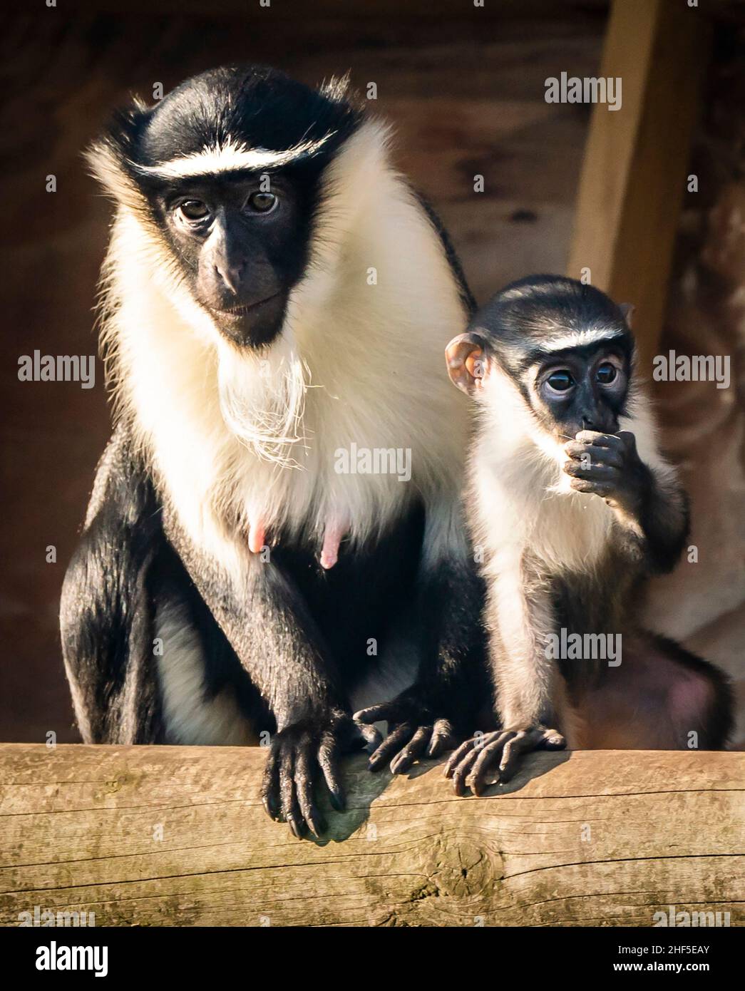 Roloway monkey Kayla with her six-week-old newborn son Dassioko who was ...