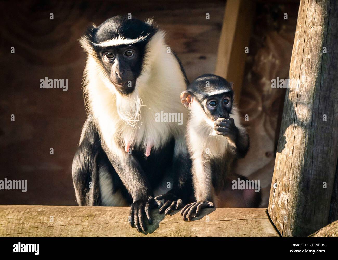 Roloway monkey Kayla with her six-week-old newborn son Dassioko who was ...