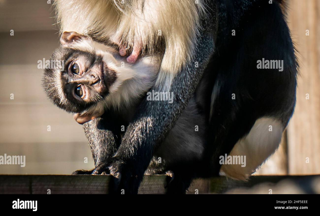 Roloway monkey Kayla with her six-week-old newborn son Dassioko who was ...