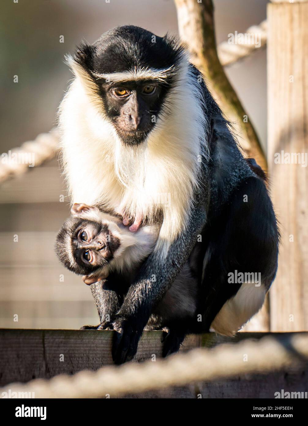 Roloway monkey Kayla with her six-week-old newborn son Dassioko who was ...