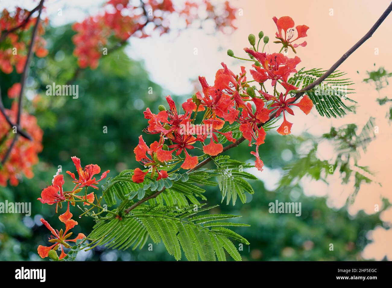 Flamboyant, Royal poinciana, Mohur tree Stock Photo - Alamy