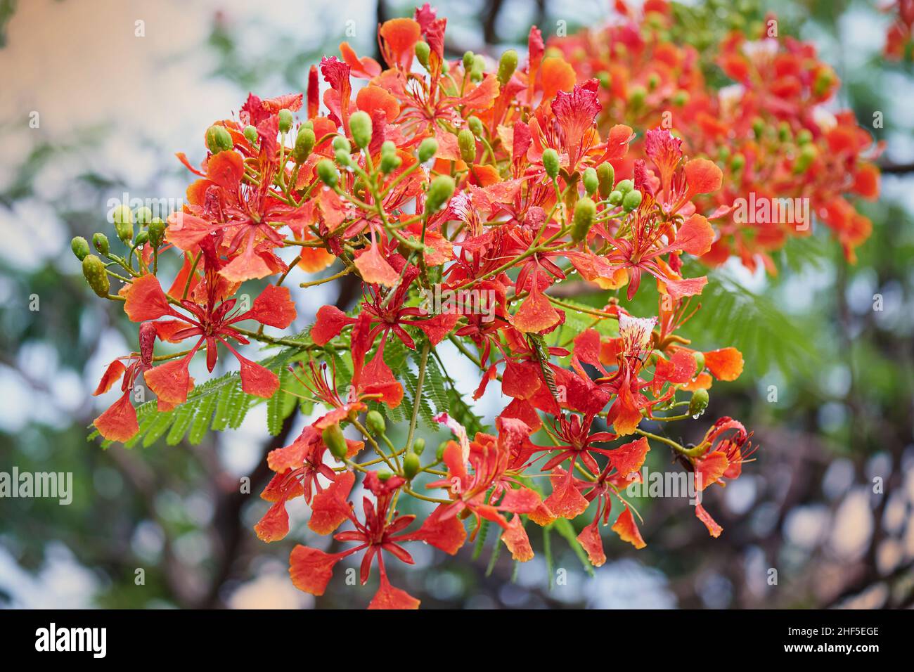 Flamboyant, Royal poinciana, Mohur tree Stock Photo - Alamy