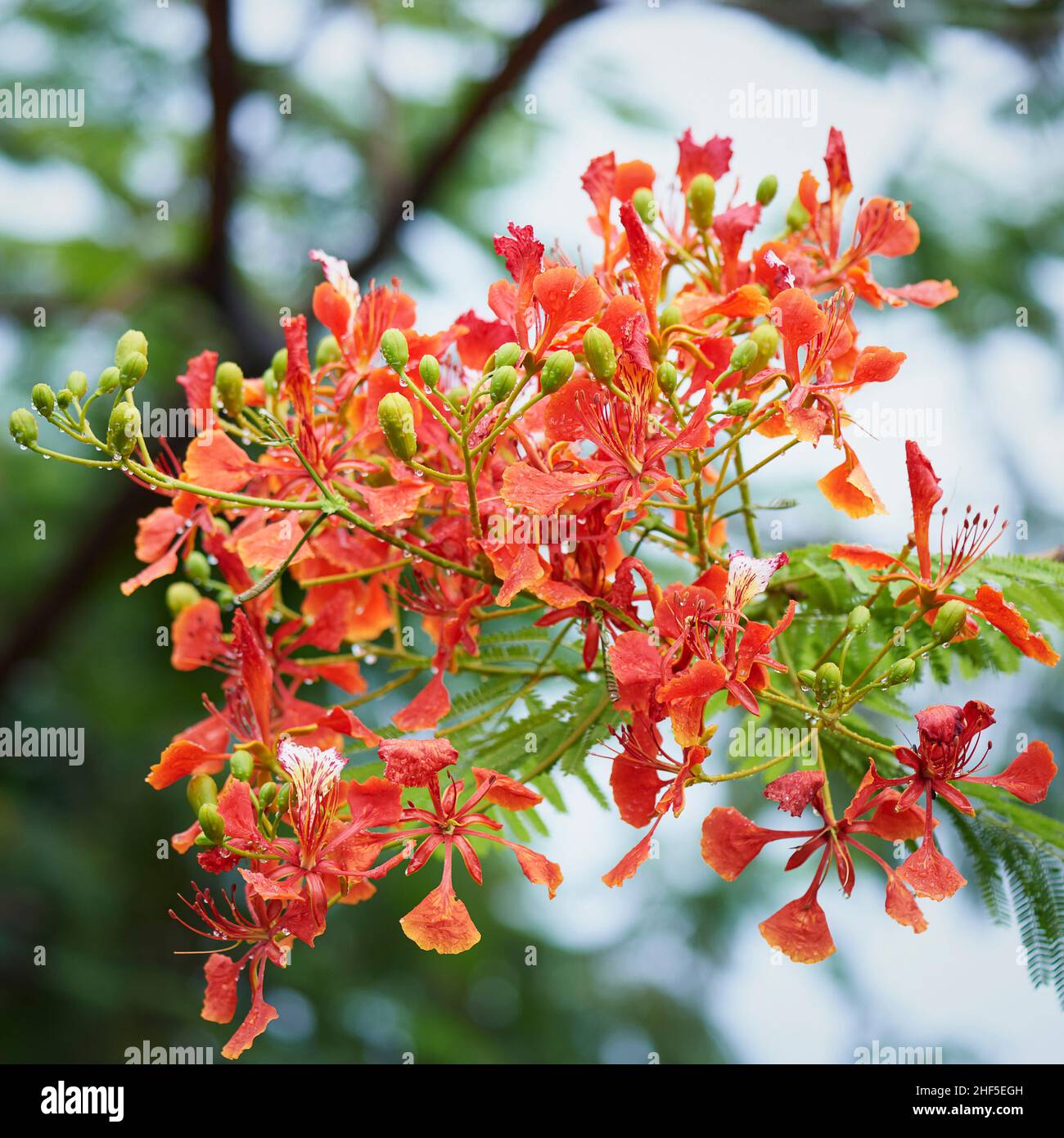 Dwarf poinciana tree hi-res stock photography and images - Alamy