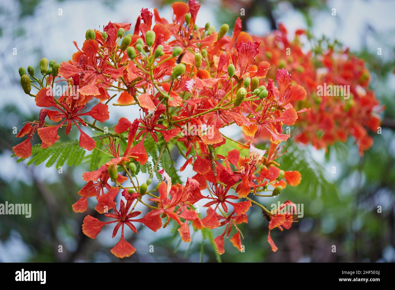 Flamboyant, Royal poinciana, Mohur tree Stock Photo - Alamy