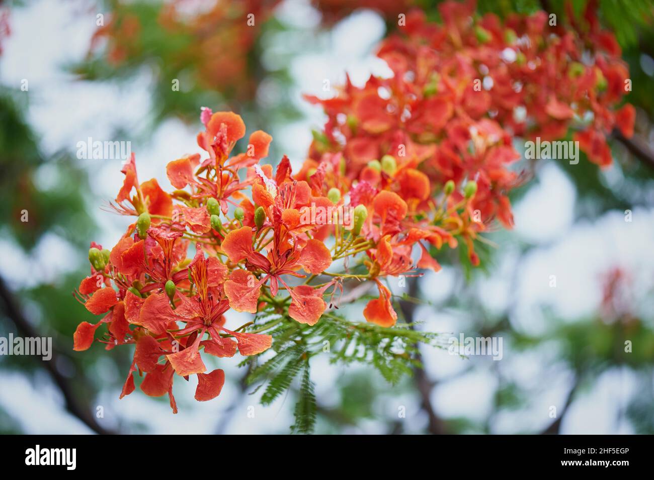 Flamboyant, Royal poinciana, Mohur tree Stock Photo - Alamy
