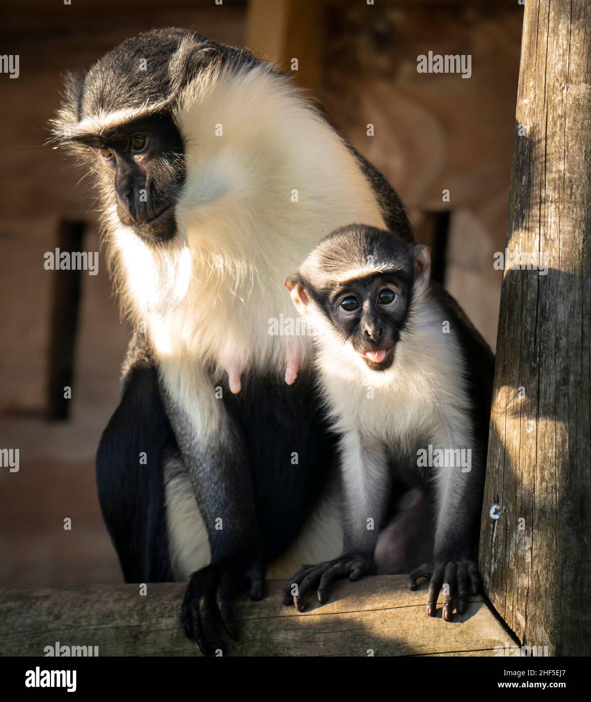 Roloway monkey Kayla with her six-week-old newborn son Dassioko who was ...
