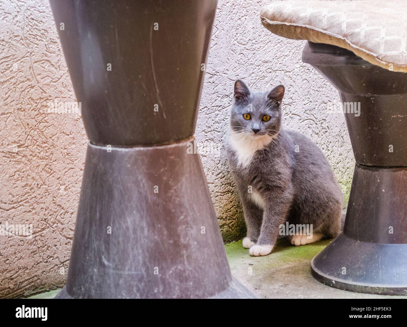 European, domestic cat on the paved driveway of the house Stock Photo ...