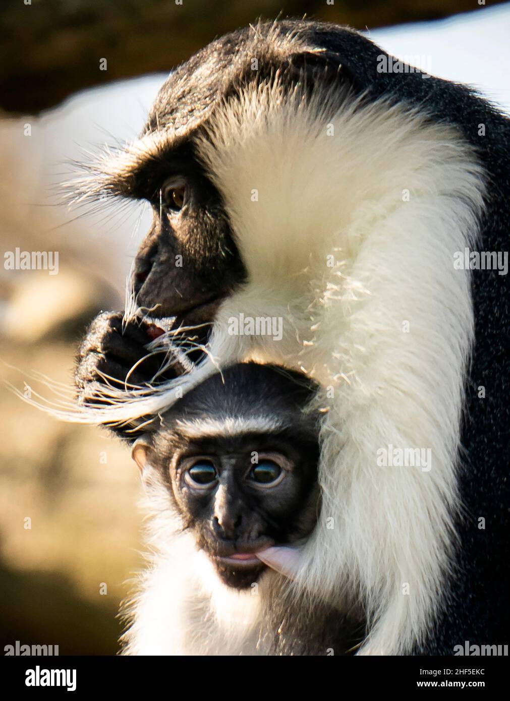 Roloway monkey Kayla with her six-week-old newborn son Dassioko who was ...