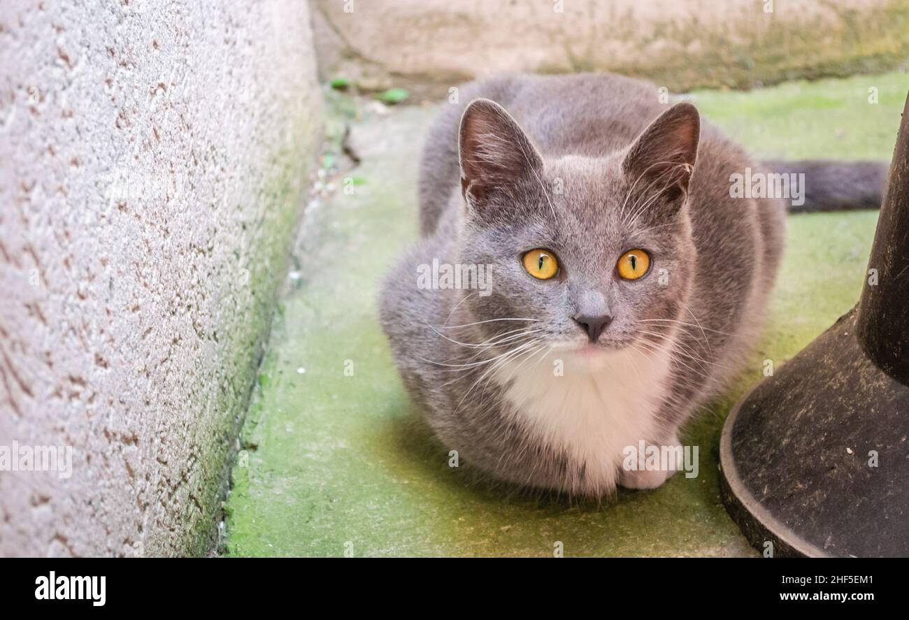 European, domestic cat on the paved driveway of the house Stock Photo ...