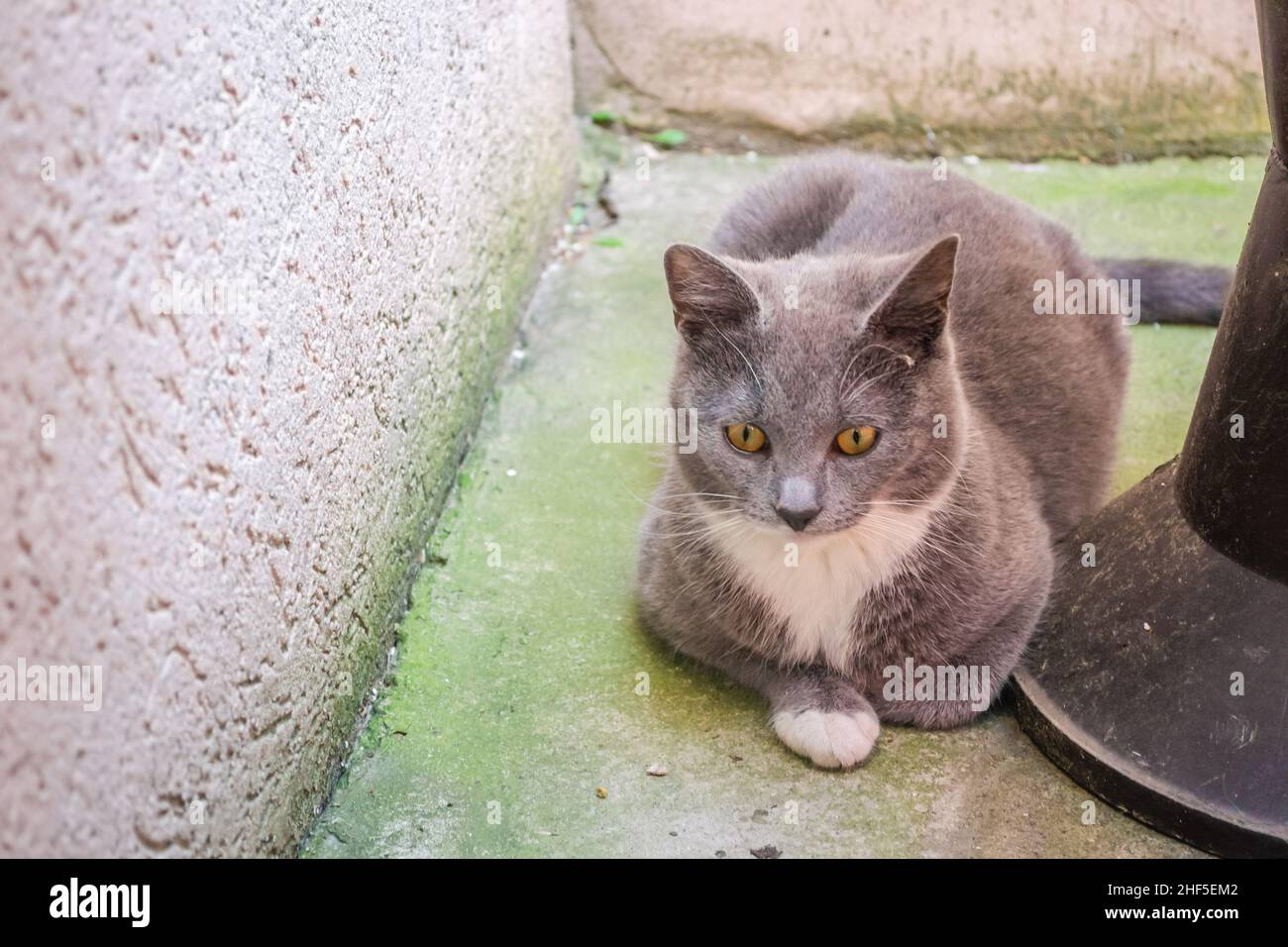European, domestic cat on the paved driveway of the house Stock Photo ...